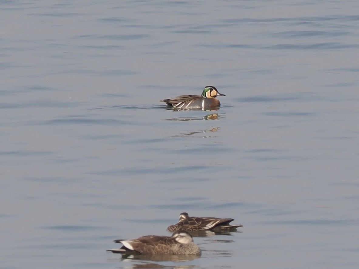 eBird Checklist - 19 Mar 2025 - 浦沿江滩 (Puyan Section, Qiantang River ...