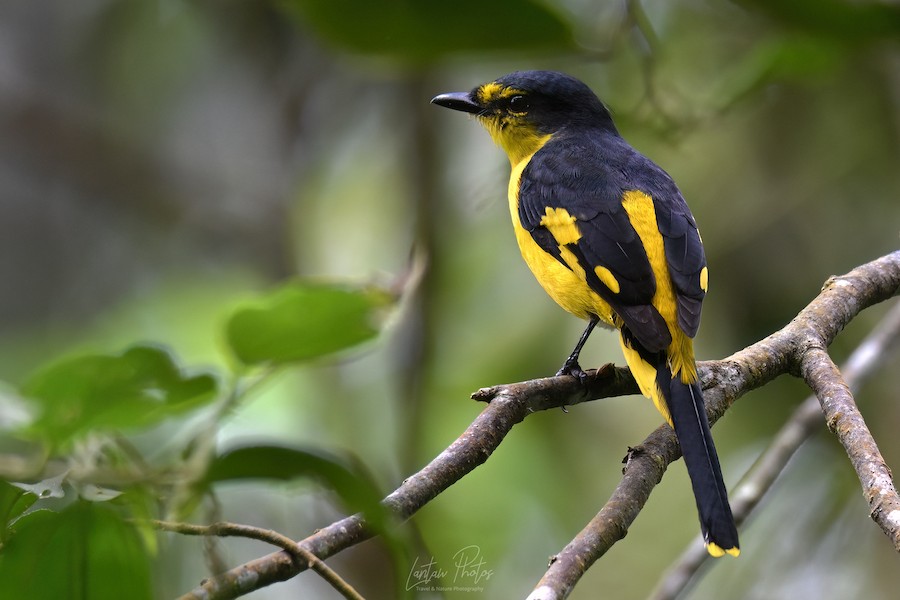 Scarlet Minivet (Philippine Yellow) - eBird
