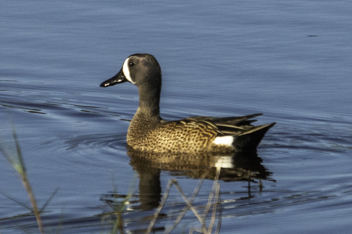 eBird Checklist - 18 Mar 2025 - Naples Botanical Garden - 48 species ...