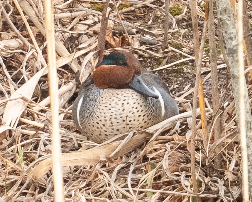 eBird Checklist - 18 Mar 2025 - Parker River NWR - 19 species (+2 other ...