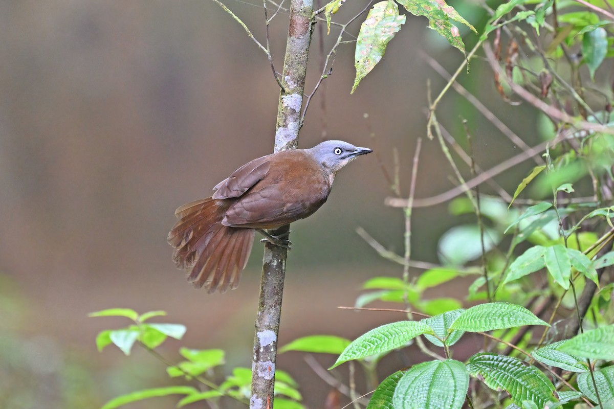 ML632336197 - Ashy-headed Laughingthrush - Macaulay Library