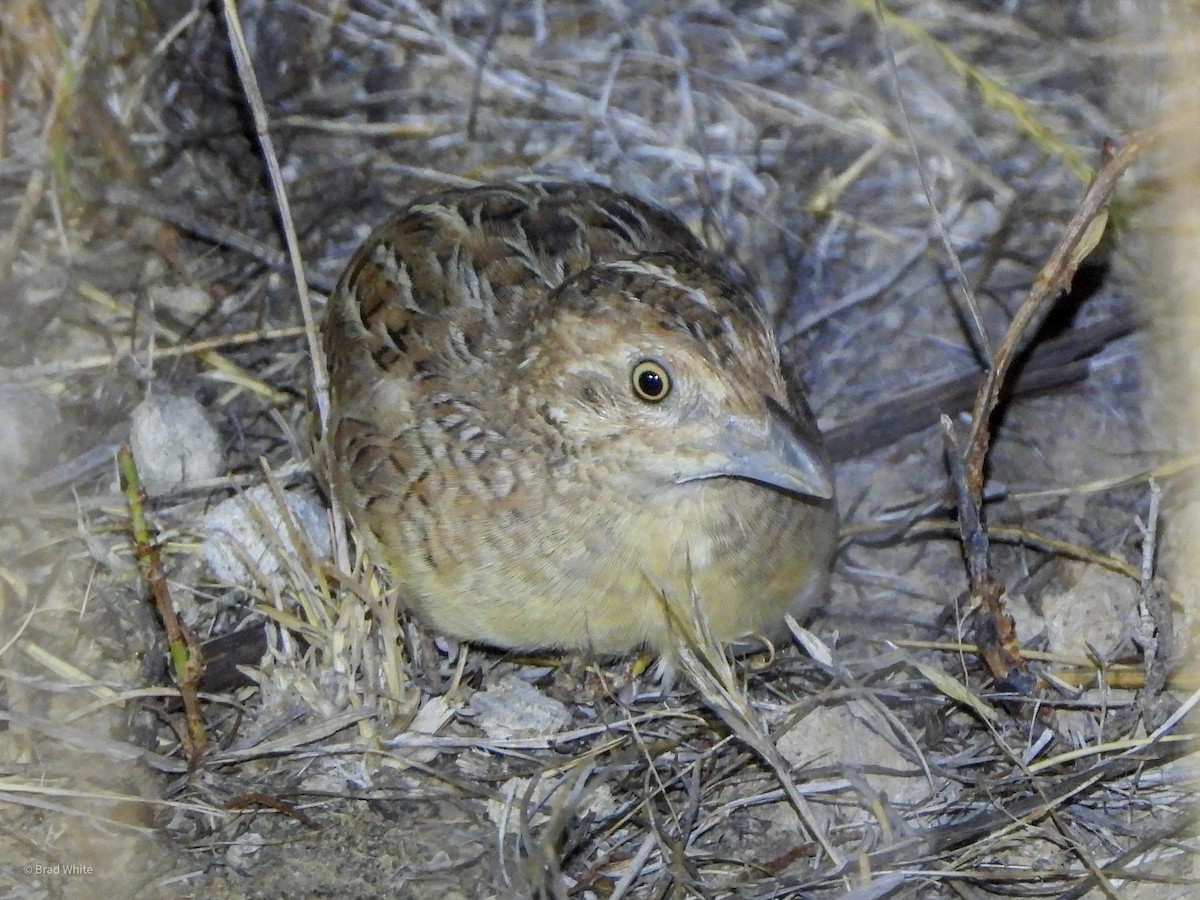 eBird Checklist - 15 Mar 2025 - Terrick Terrick National Park ...