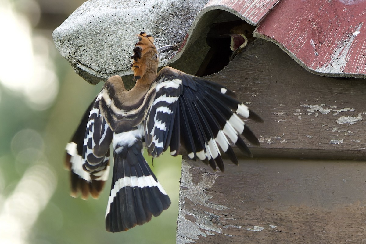 ML632343549 - Common Hoopoe (Eurasian) - Macaulay Library