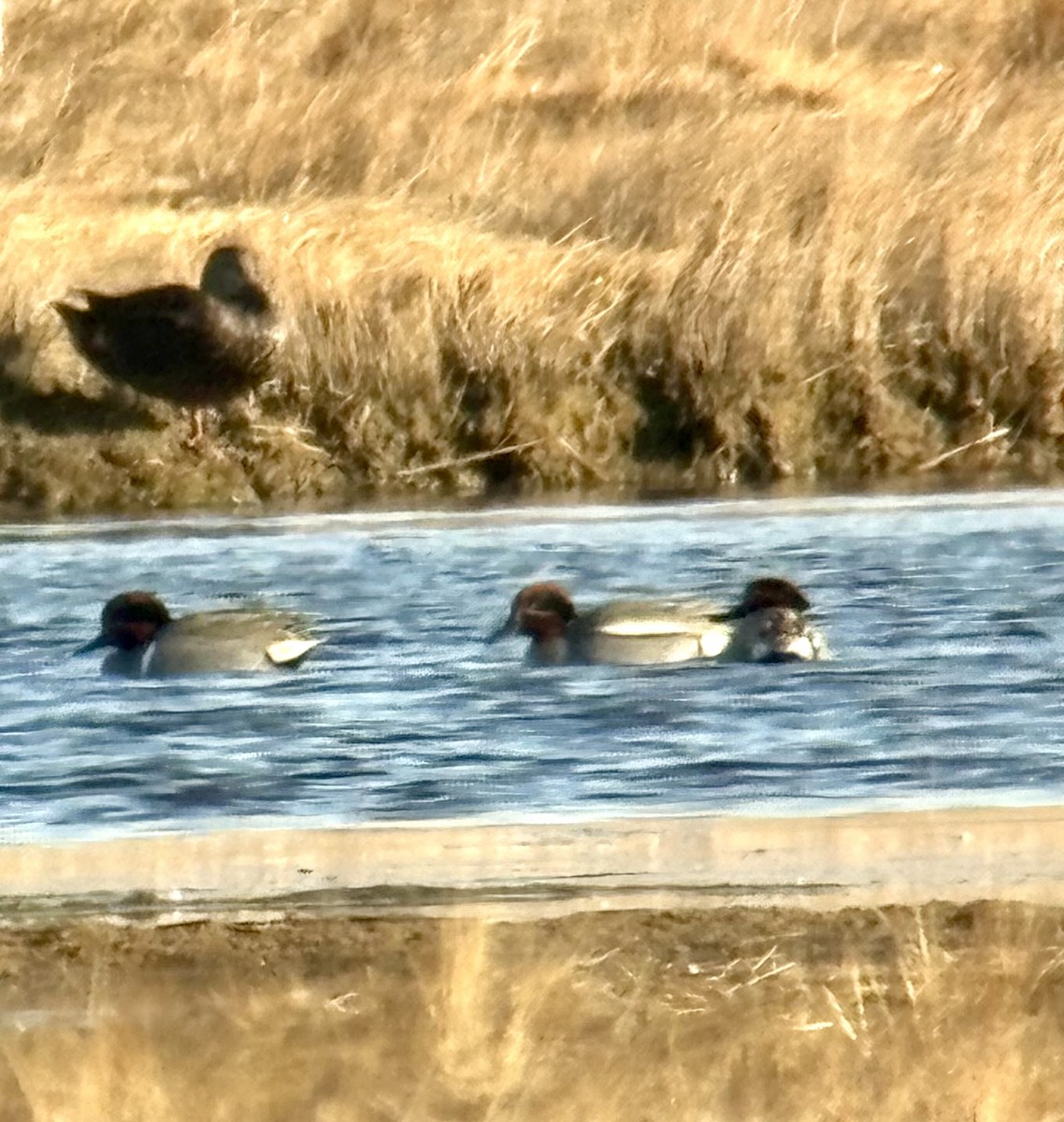 eBird Checklist - 19 Mar 2025 - Rachel Carson NWR--Furbish Road - 13 ...