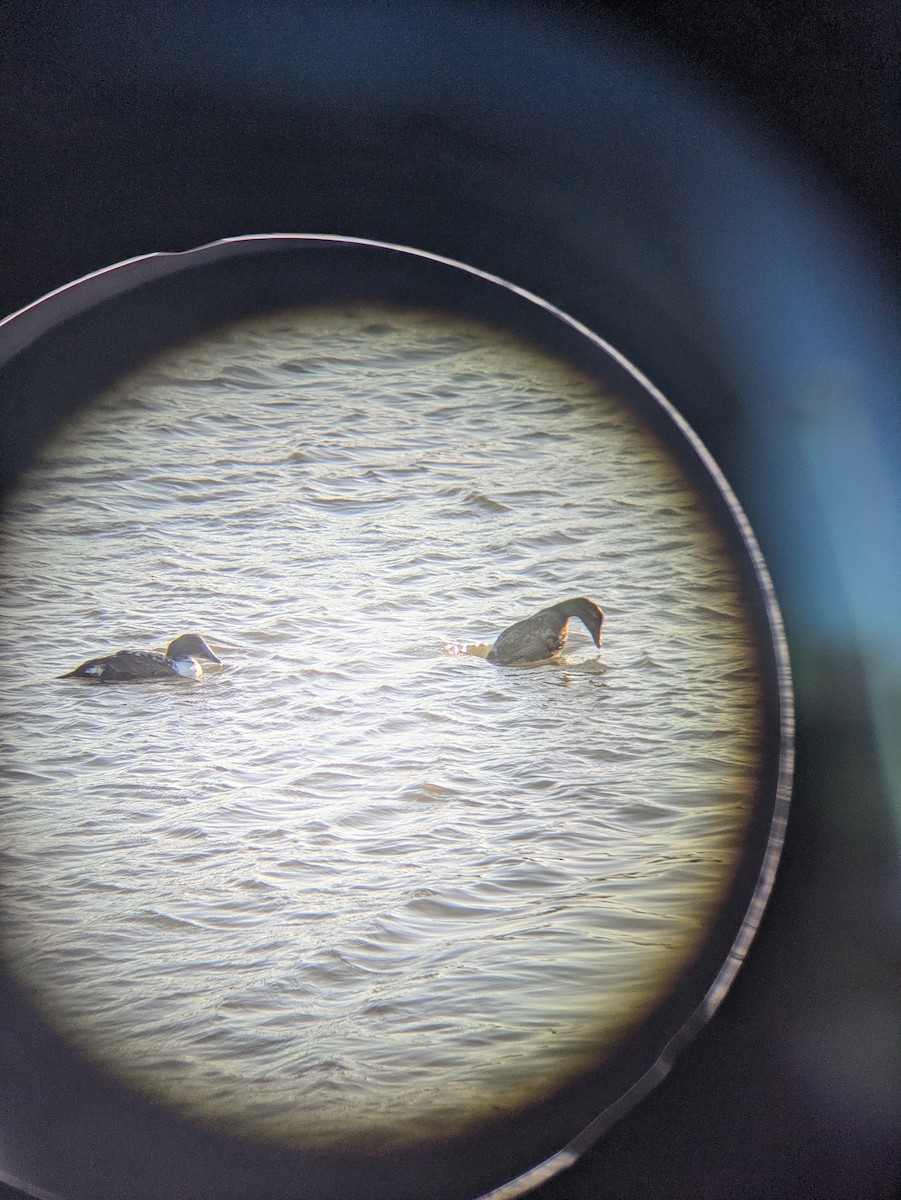 eBird Checklist - 18 Mar 2025 - Rudee Inlet - 11 species (+1 other taxa)