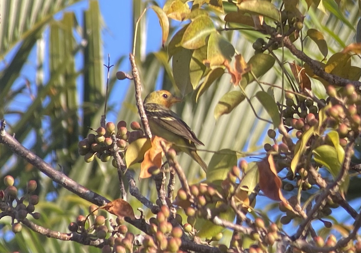 ML632346418 - Western Tanager - Macaulay Library