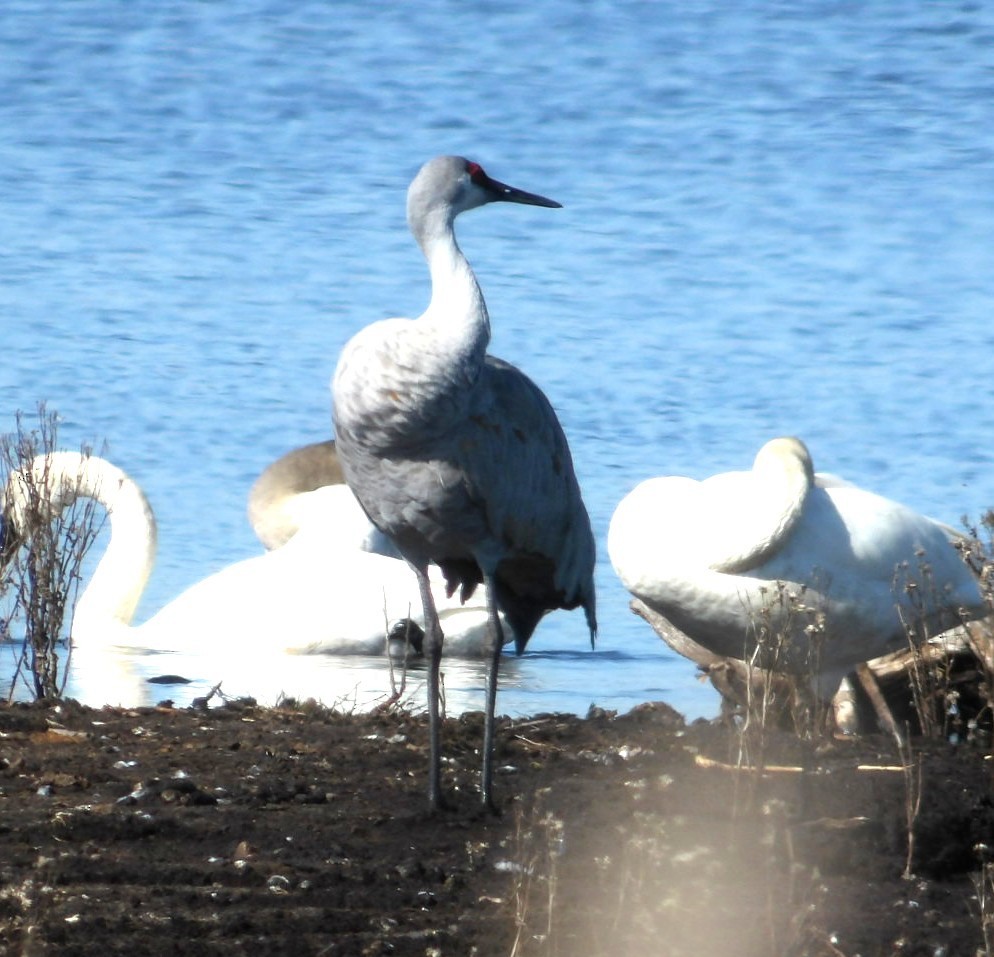 eBird Checklist - 11 Mar 2025 - Bombay Hook National Wildlife Refuge - 52 species