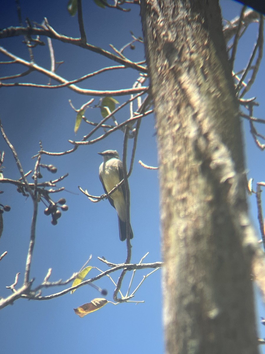 eBird Checklist - 19 Mar 2025 - 32204 SW 203rd Ct, Homestead US-FL 25. ...