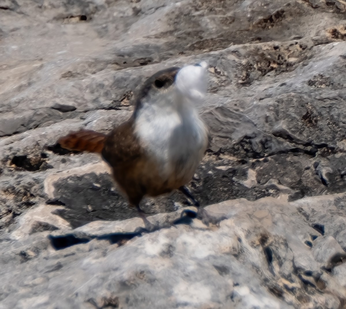 eBird Checklist - 17 Mar 2025 - Pedernales Park - Falls view area ...