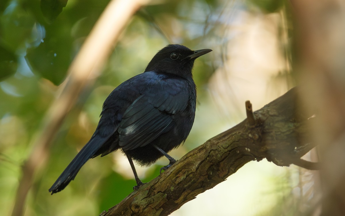 ML632357665 - Black Catbird - Macaulay Library