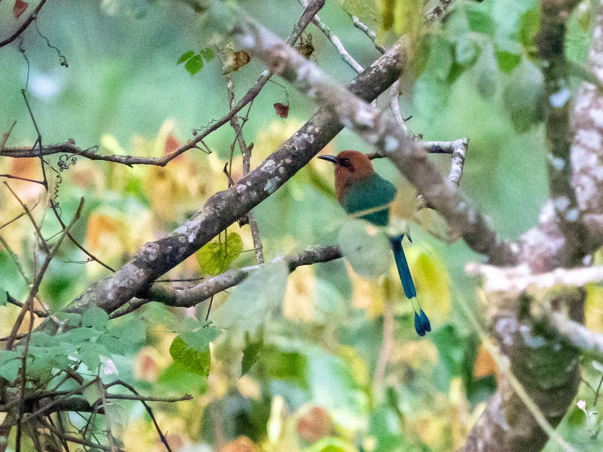 eBird Checklist - 19 Mar 2025 - Arenal Observatory Lodge - 53 species