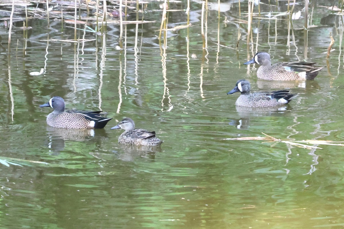 eBird Checklist - 14 Mar 2025 - A Magdalena, Santa María Huatulco MX ...
