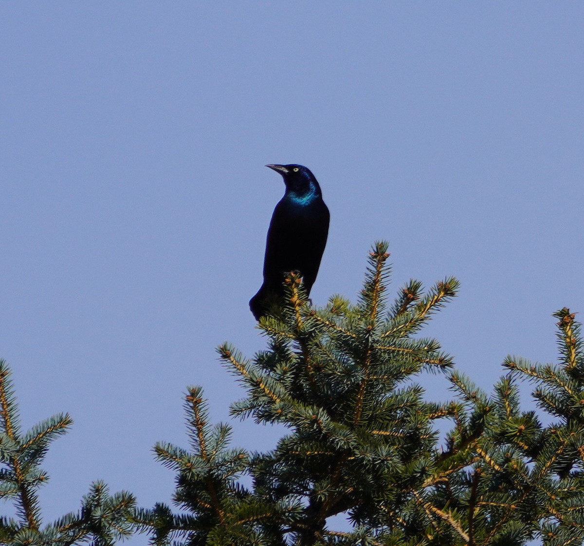 Pennsylvania Bird Atlas Checklist - 19 Mar 2025 - Beaver Run Rt. 380 ...