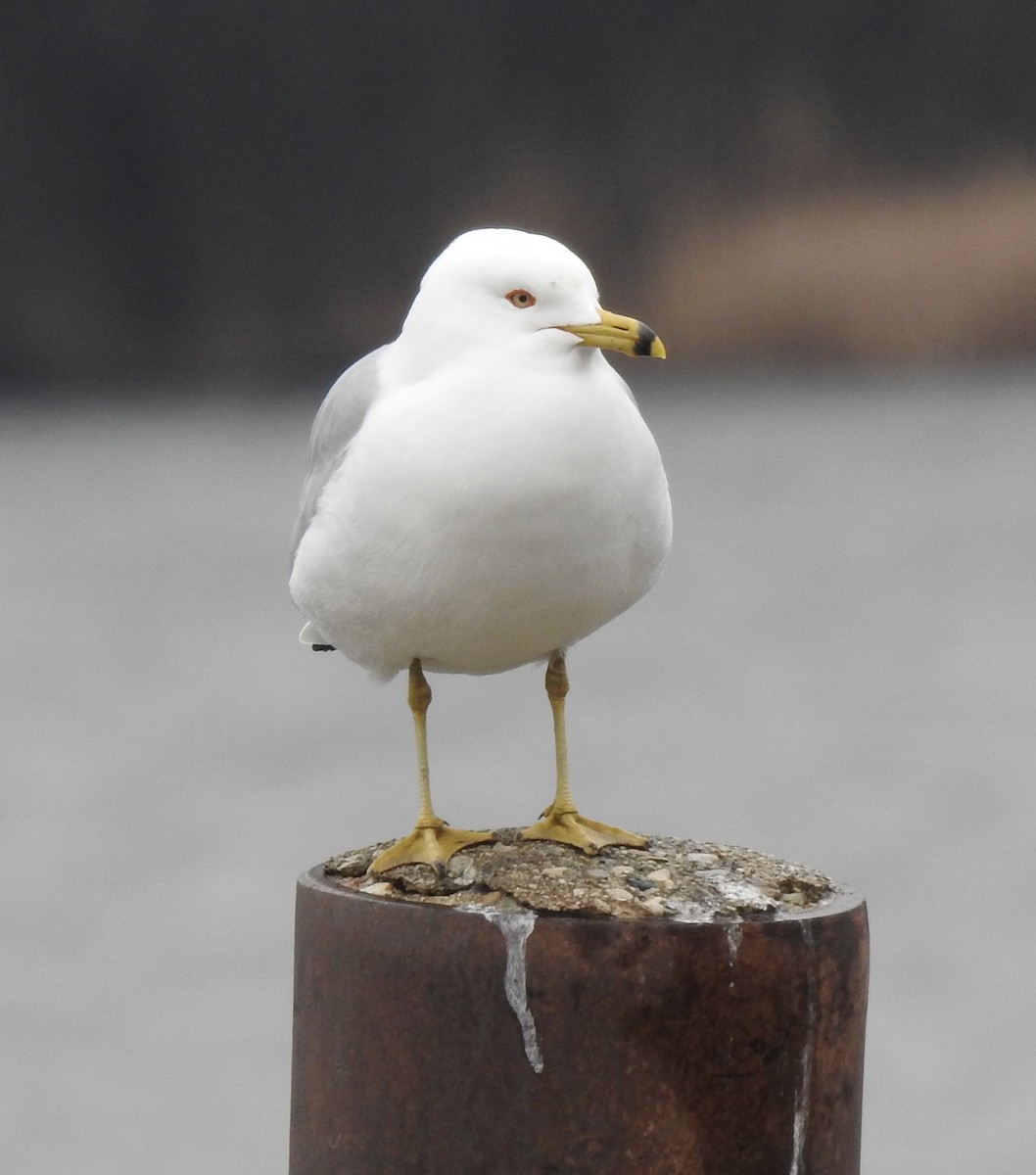 eBird Checklist - 19 Mar 2025 - Busse Woods (Ned Brown Forest Preserve ...