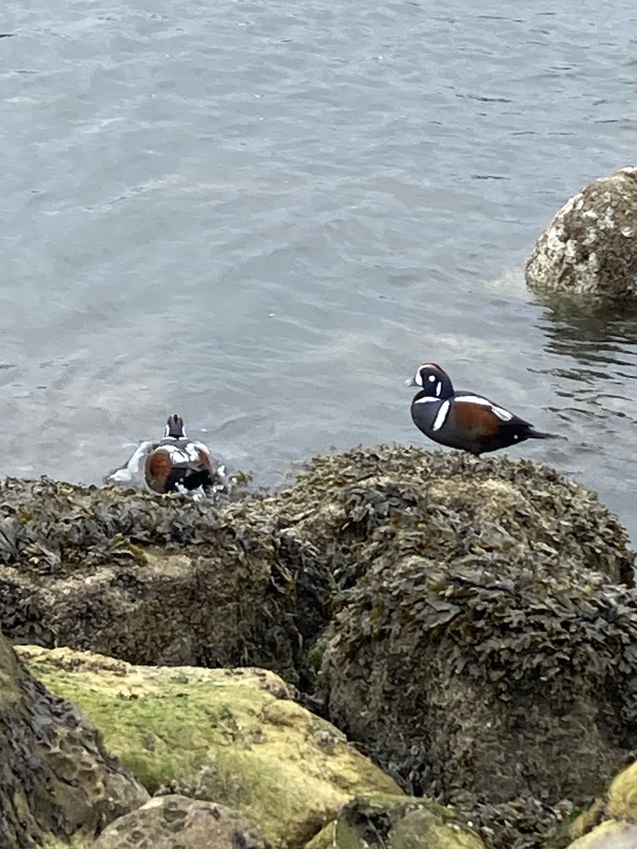 eBird Checklist - 19 Mar 2025 - Yaquina River--SW Jetty Way - 15 species