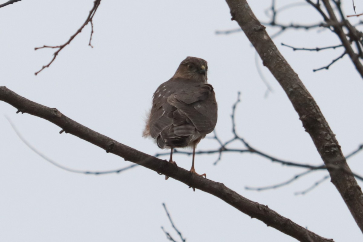 Pennsylvania Bird Atlas Checklist - 19 Mar 2025 - 399 Upper Georges Valley Rd, Spring Mills US ...