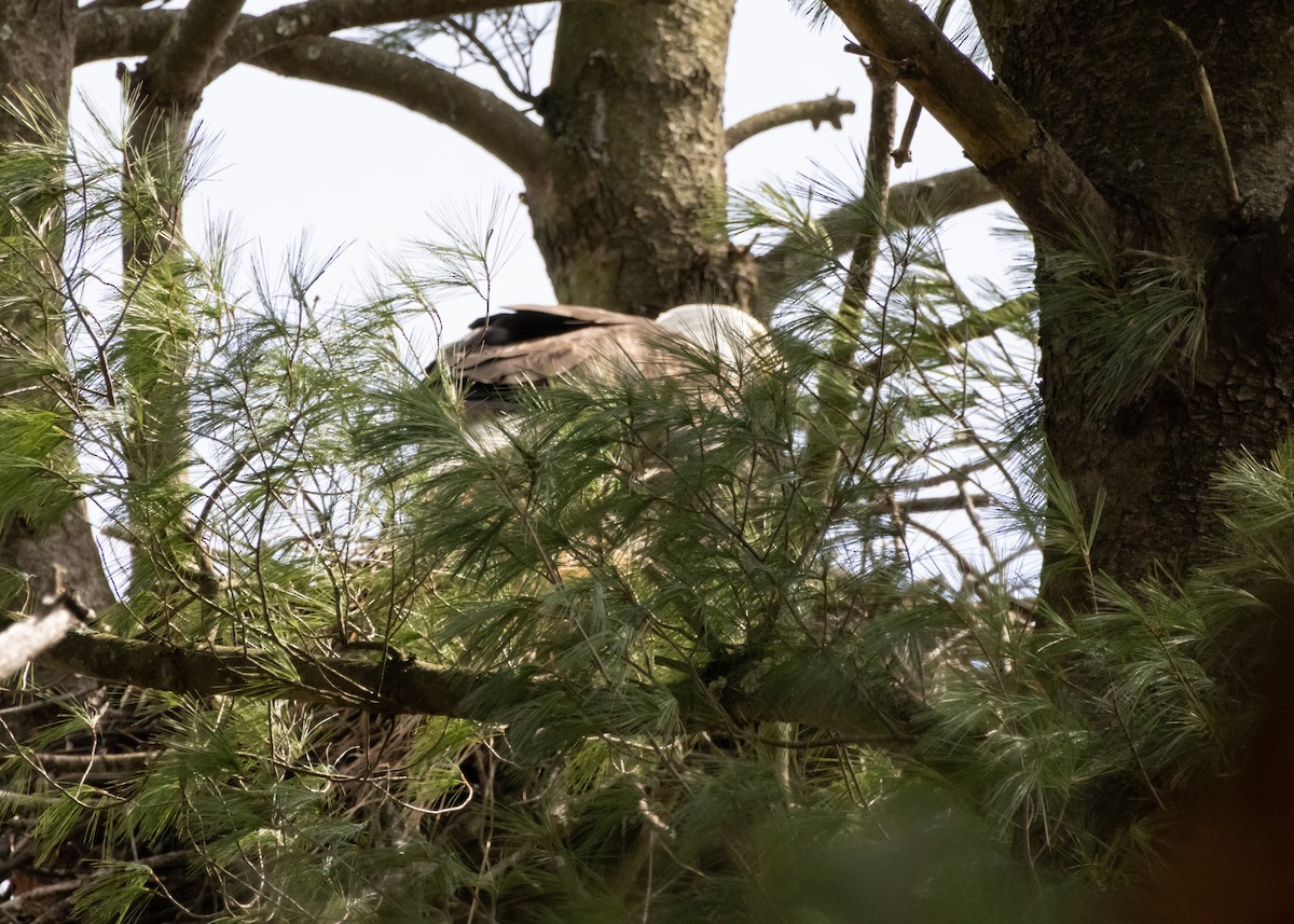 Pennsylvania Bird Atlas Checklist - 19 Mar 2025 - Glades Lake Dam, SGL ...
