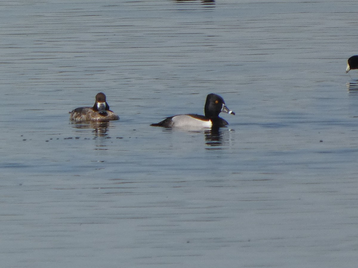 eBird Checklist - 18 Mar 2025 - Phinizy Swamp Nature Park - 45 species