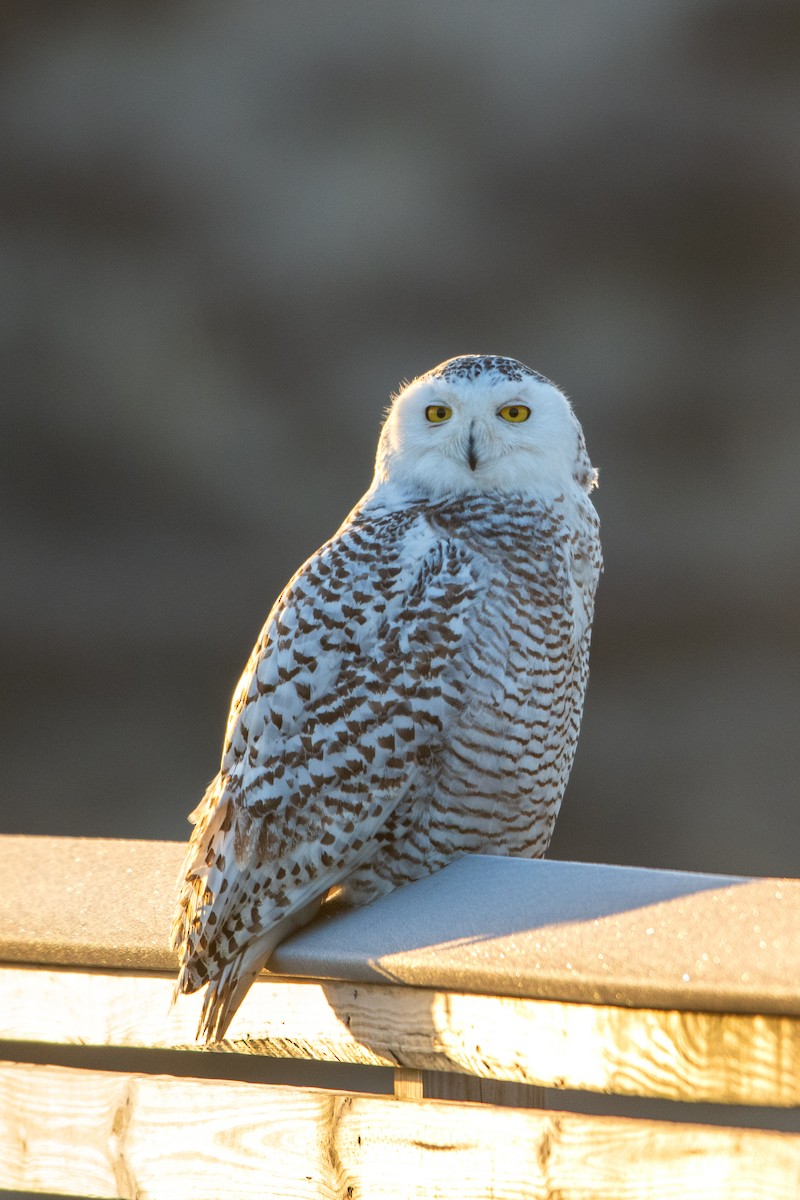 ML632370182 - Snowy Owl - Macaulay Library