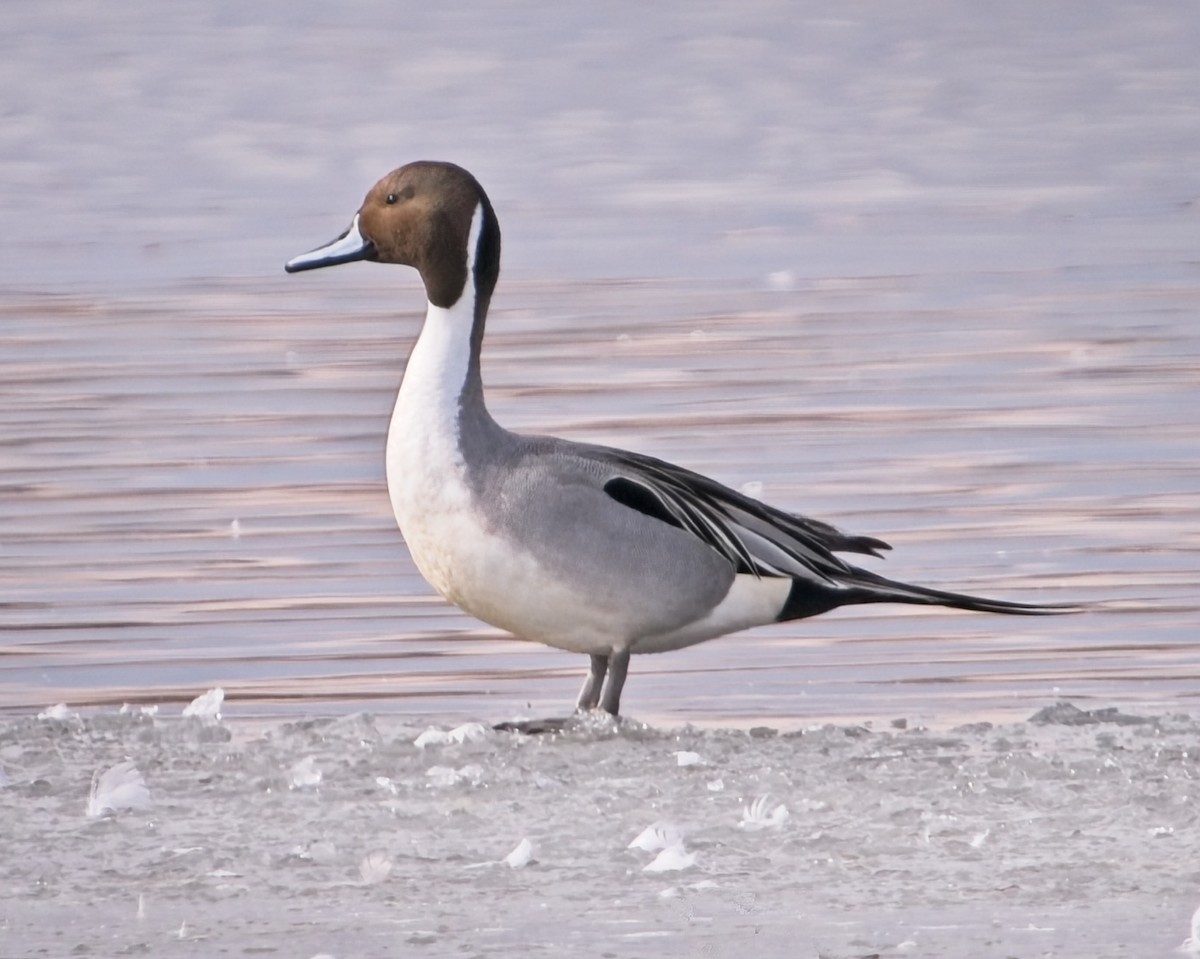 eBird Checklist - 19 Mar 2025 - Calgary--Rotary/Mattamy Wetlands (68 ...
