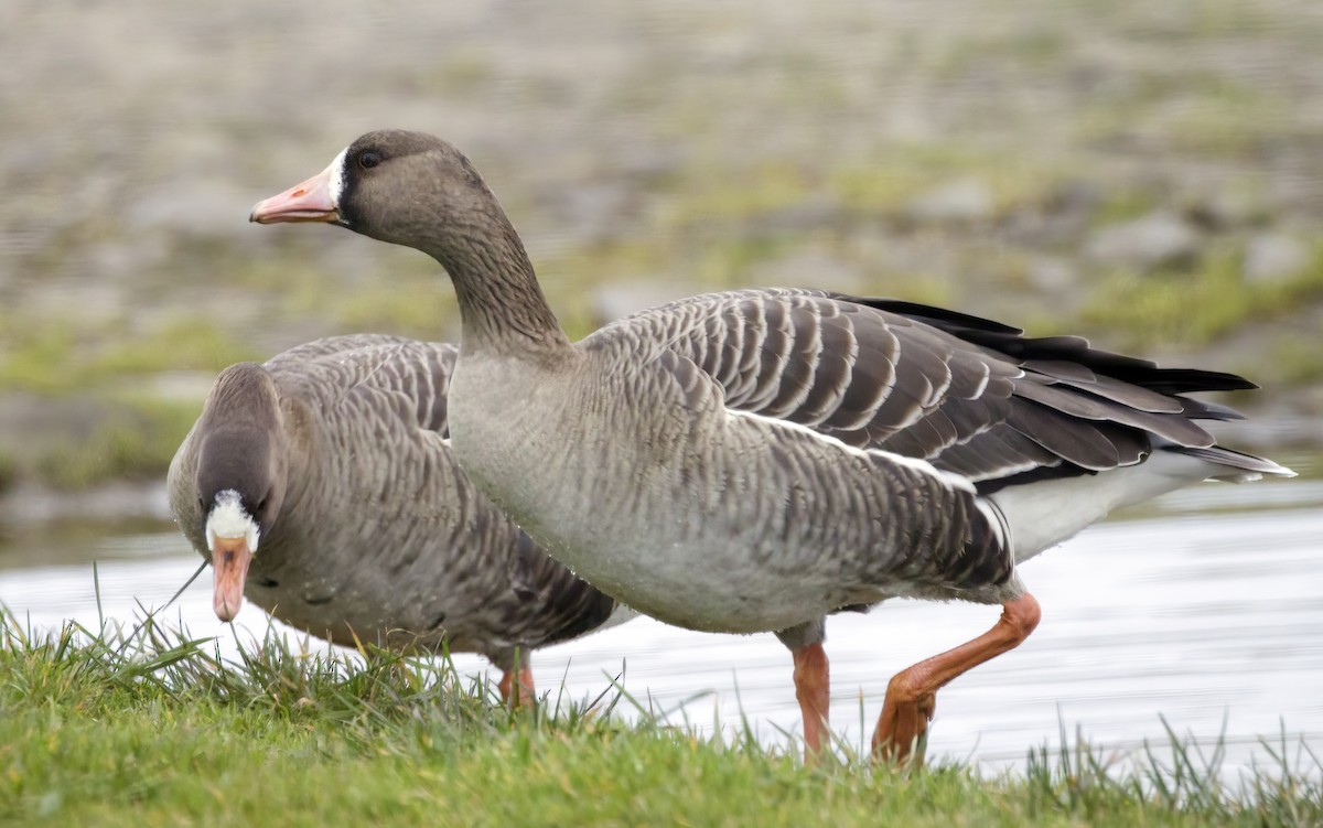 eBird Checklist - 19 Mar 2025 - Yaquina River--SW Jetty Way - 35 species