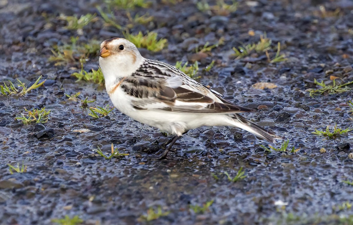 eBird Checklist - 18 Mar 2025 - Yaquina River--SW Jetty Way - 22 species