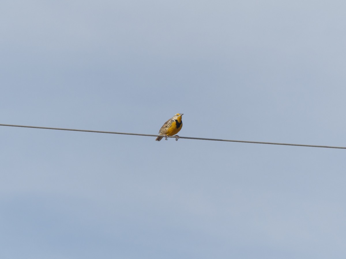 eBird Checklist - 19 Mar 2025 - 6074–6322 E Hill Rd, Caneadea US-NY 42. ...