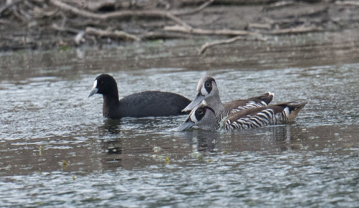 eBird Checklist - 20 Mar 2025 - Jells Park - 45 species