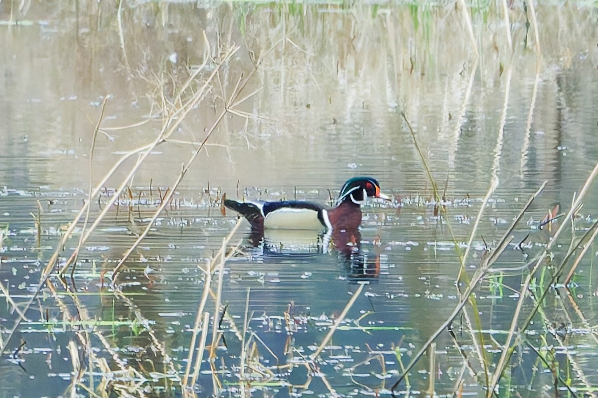 eBird Checklist - 19 Mar 2025 - Billy Frank Jr. Nisqually NWR - 51 species