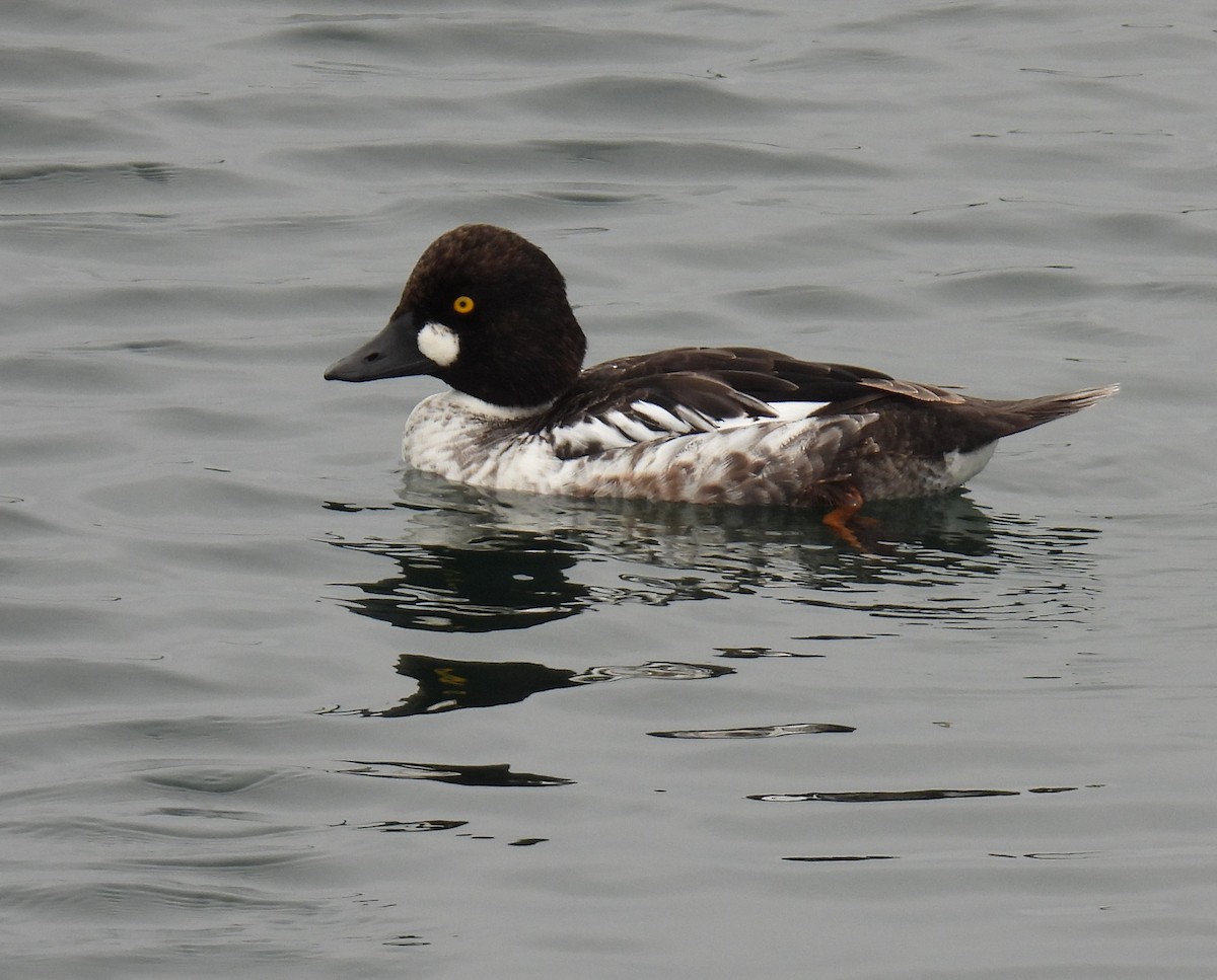 eBird Checklist - 19 Mar 2025 - Edmonds Public Fishing Pier - 12 species