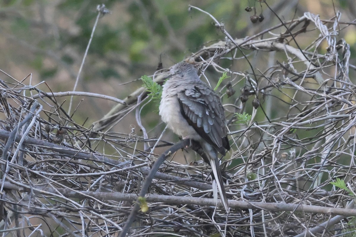 eBird Checklist - 15 Mar 2025 - Ecoturística Las Ninfas - 55 species
