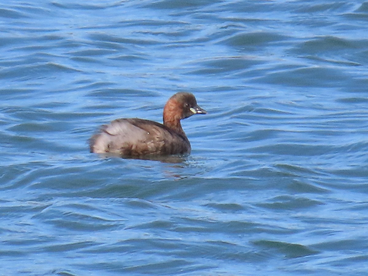 eBird Checklist - 20 Mar 2025 - Hayle Estuary RSPB Reserve--Carnsew ...