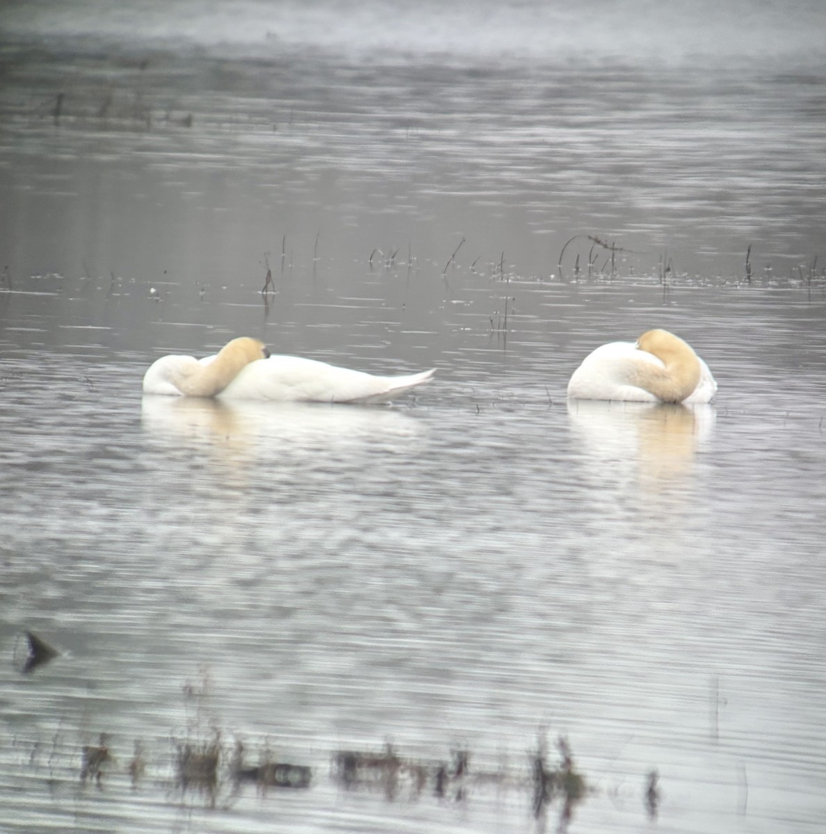 eBird Checklist - 20 Mar 2025 - Burrage Pond WMA - 34 species