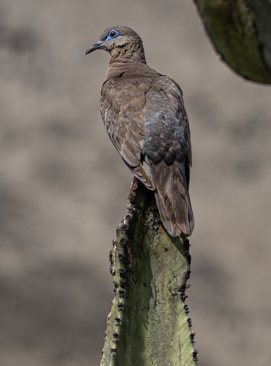 ML632413809 - West Peruvian Dove - Macaulay Library
