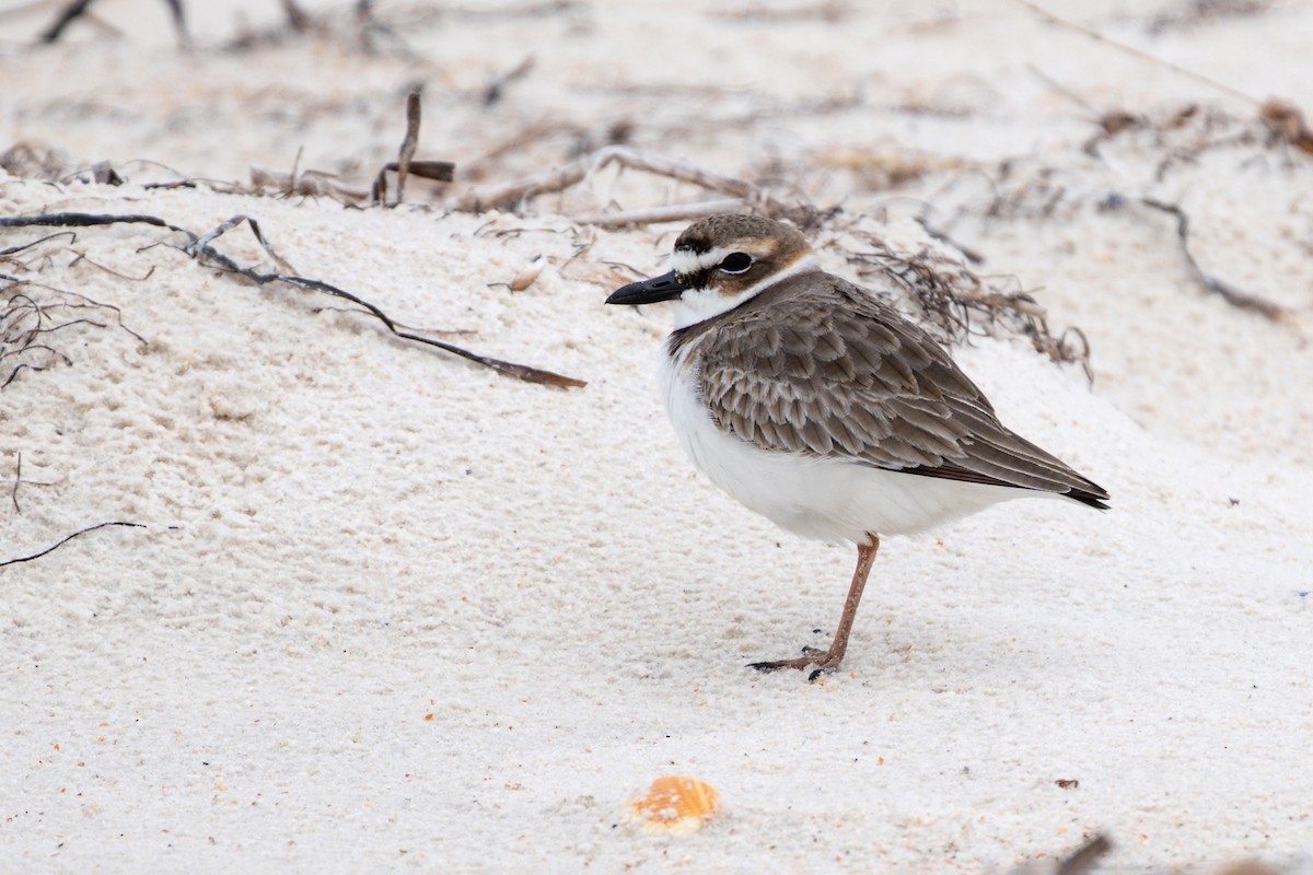 ML632414627 - Wilson's Plover - Macaulay Library