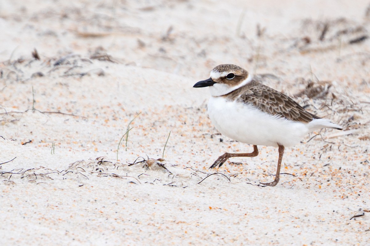 ML632414644 - Wilson's Plover - Macaulay Library