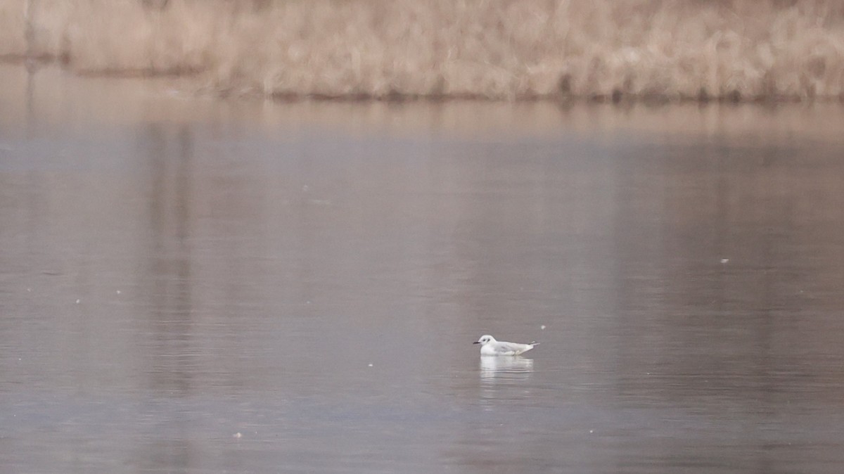 eBird Checklist - 20 Mar 2025 - Leaser Lake - 19 species