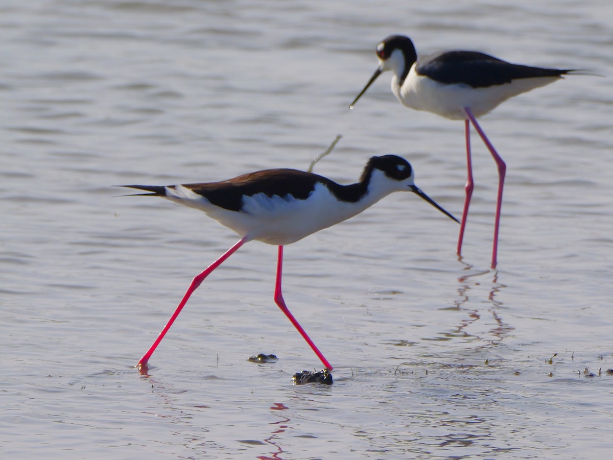 eBird Checklist - 20 Mar 2025 - Santa Ana NWR (LTC 059) - 47 species