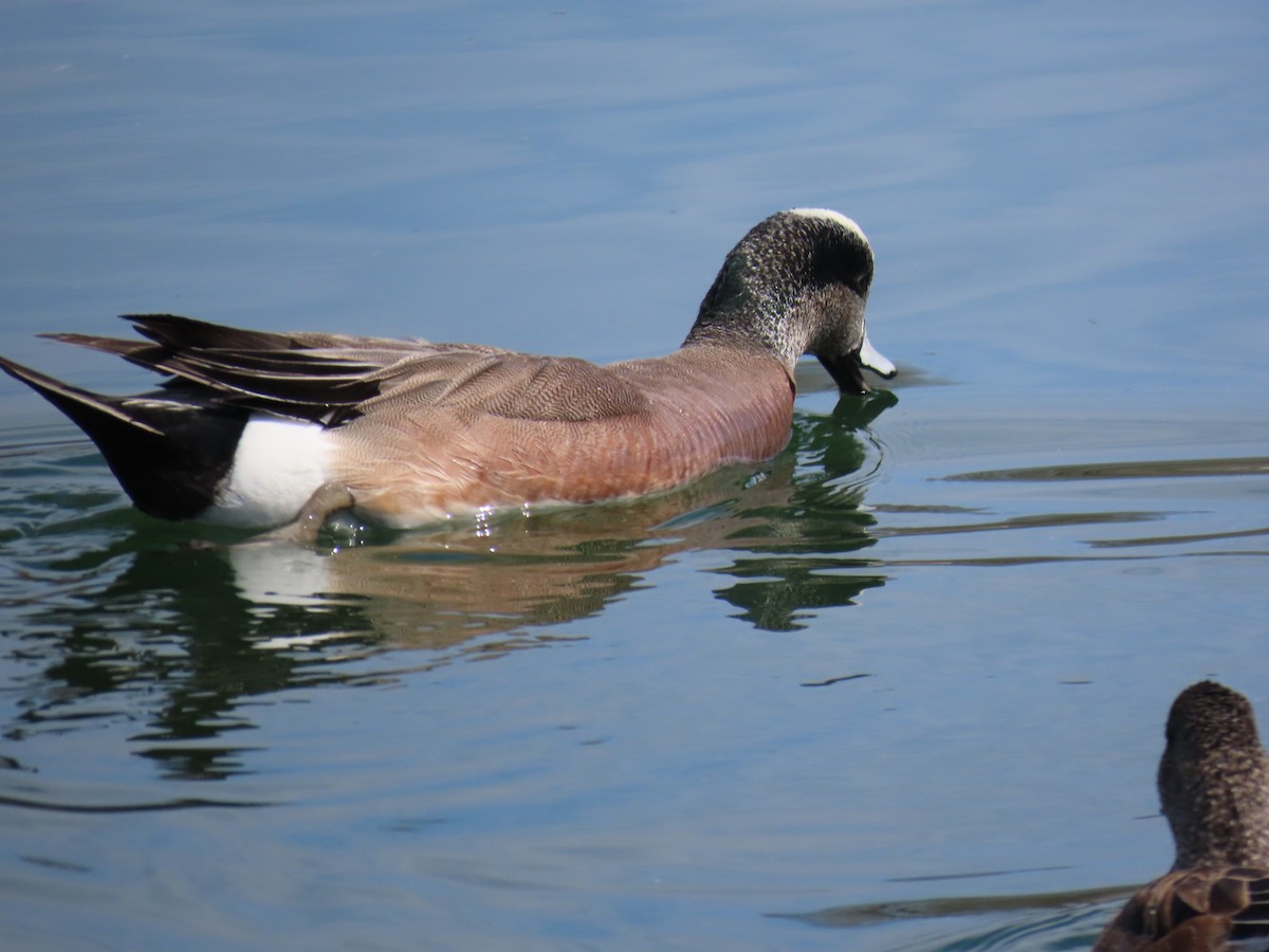 eBird Checklist - 20 Mar 2025 - Page Springs Fish Hatchery--Bubbling ...