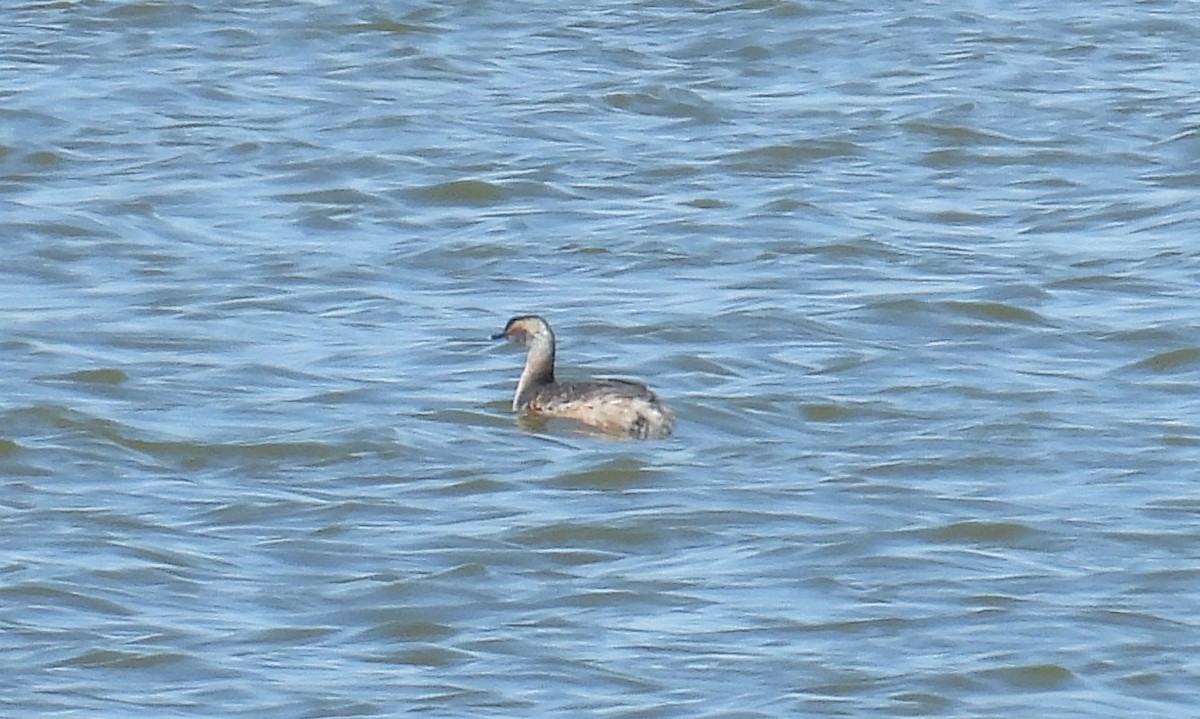eBird Checklist - 19 Mar 2025 - Salton Sea--Schrimpf Rd. Cove - 20 ...