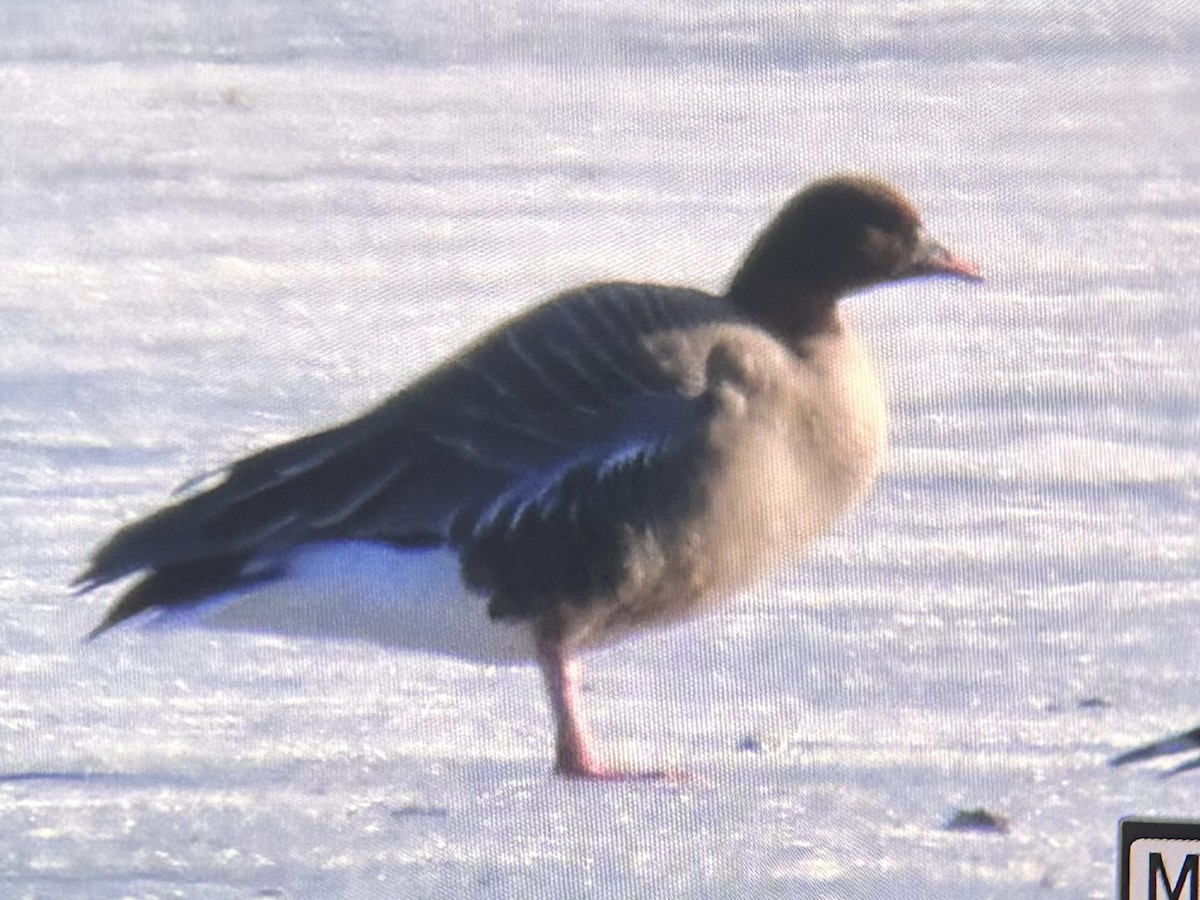eBird Checklist - 20 Mar 2025 - Frank Lake--NW lookout/blind/outflow ...