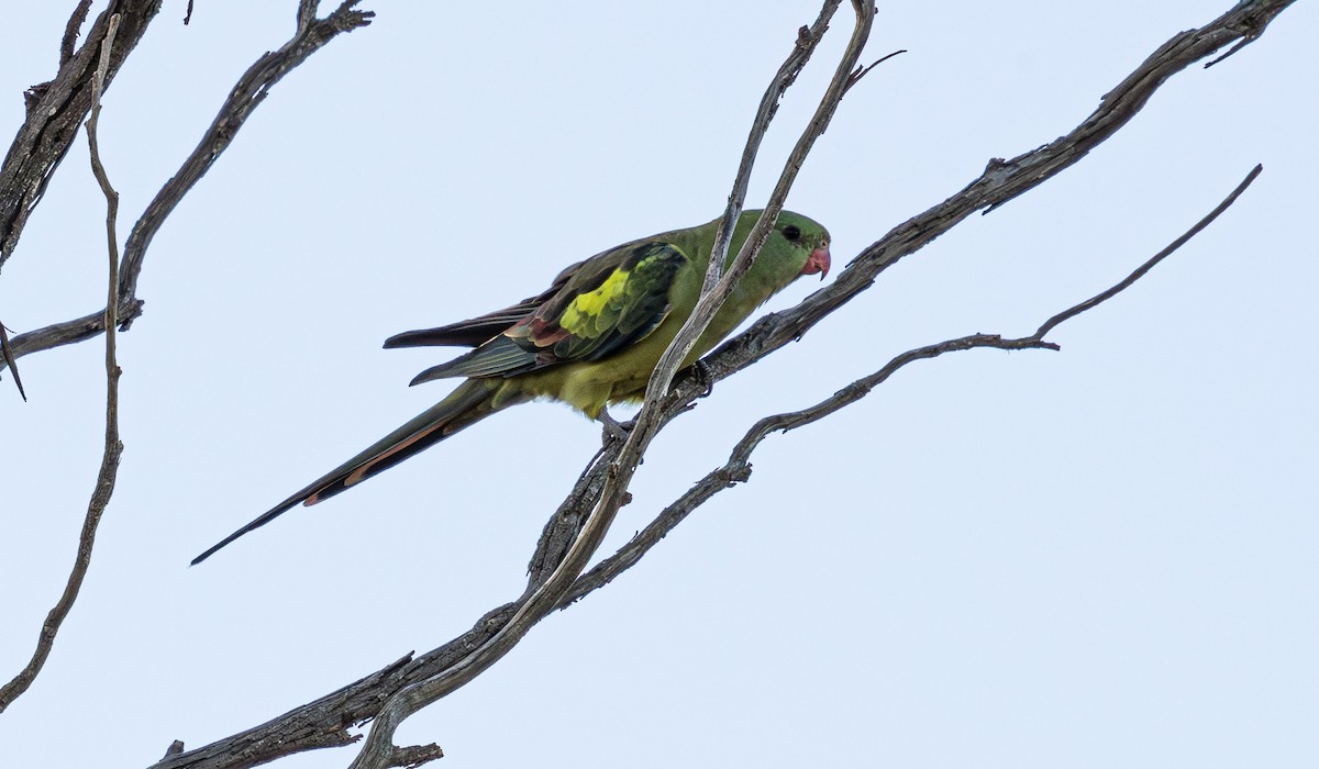 eBird Checklist - 5 Feb 2025 - Meechi Road, Gairdner, Western Australia ...