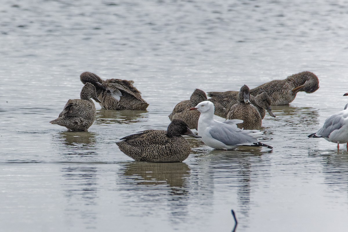 eBird Checklist - 21 Mar 2025 - Lake Learmonth - 25 species