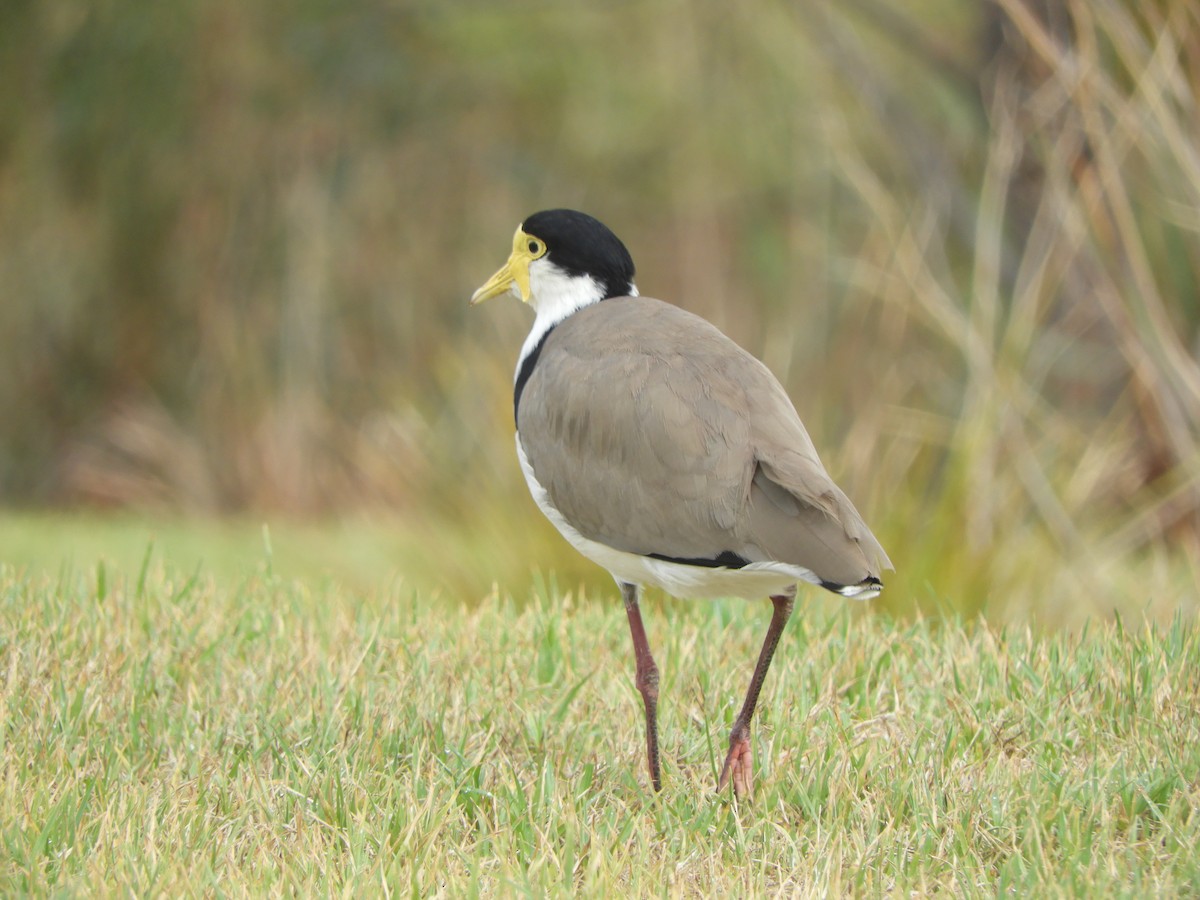 eBird Checklist - 21 Mar 2025 - Northern Memorial Park - 53 species