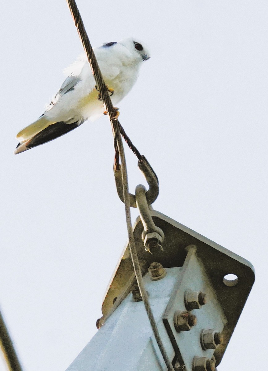 eBird Checklist - 21 Mar 2025 - Waterbird Reserve (Robertson St ...