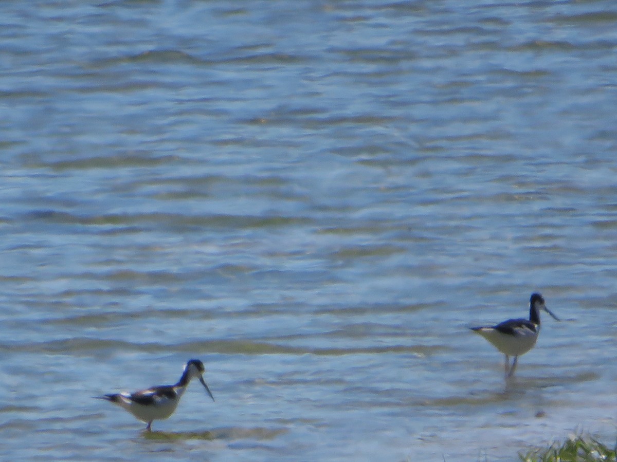 eBird Checklist - 21 Mar 2025 - Hernando County Airport Water ...