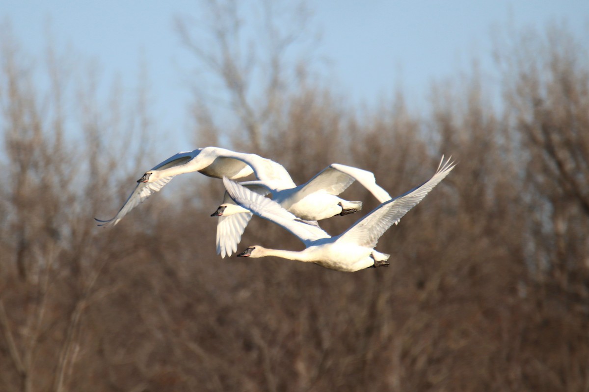 eBird Checklist - 20 Mar 2025 - Lake Decatur--Sportsman's Park - 2 species