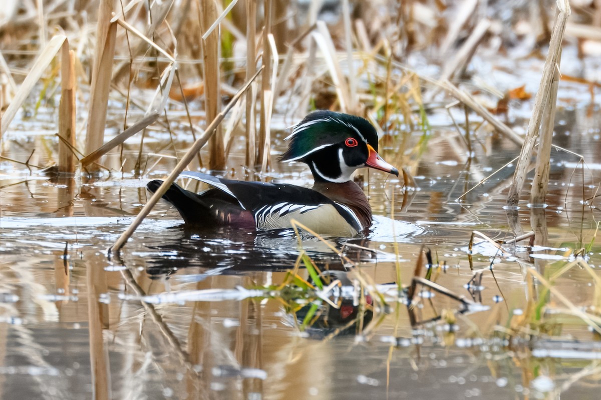 Pennsylvania Bird Atlas Checklist - 17 Mar 2025 - Dreamcatcher Farm - Home - 25 species