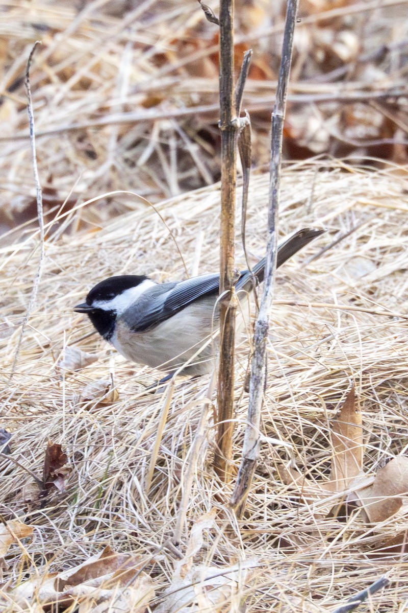 eBird Checklist - 14 Mar 2025 - Warnimont County Park (general) - 21 ...