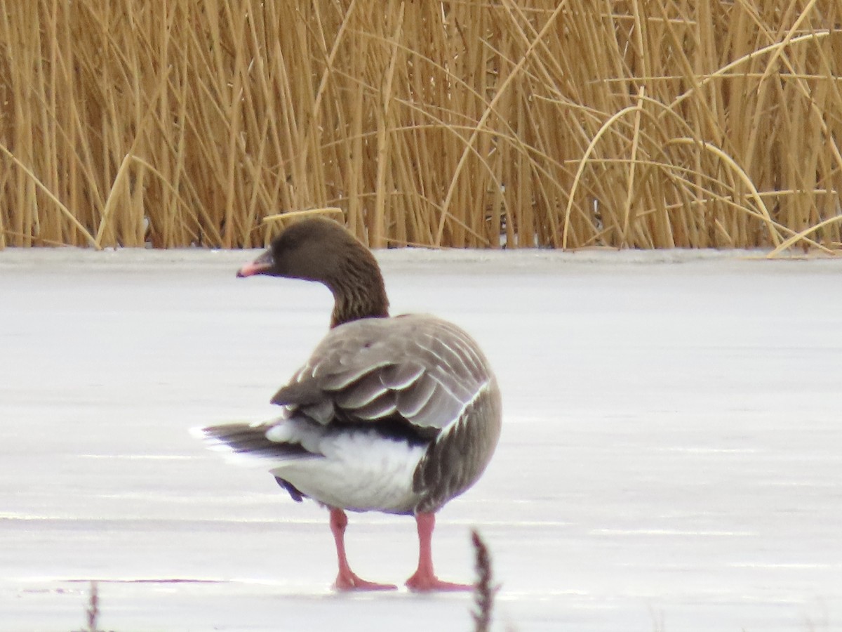 eBird Checklist - 21 Mar 2025 - Frank Lake--NW lookout/blind/outflow ...